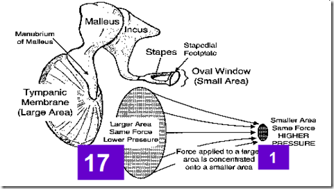 Equilibrium Areas Of The Ear
